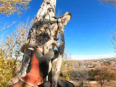 10 Must-Know Tips For Effective Tree Elimination Solutions – The Life ...