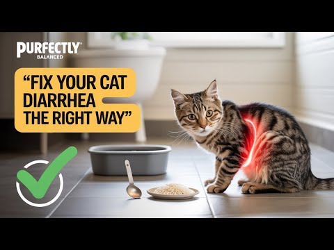 The Real Reason Your Cat Has Diarrhea – And How to Fix It!