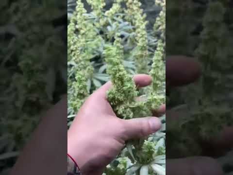 11 male plants in 5x5 tent