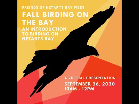 Fall Birding on the Bay: An Introduction to Birding on Netarts Bay