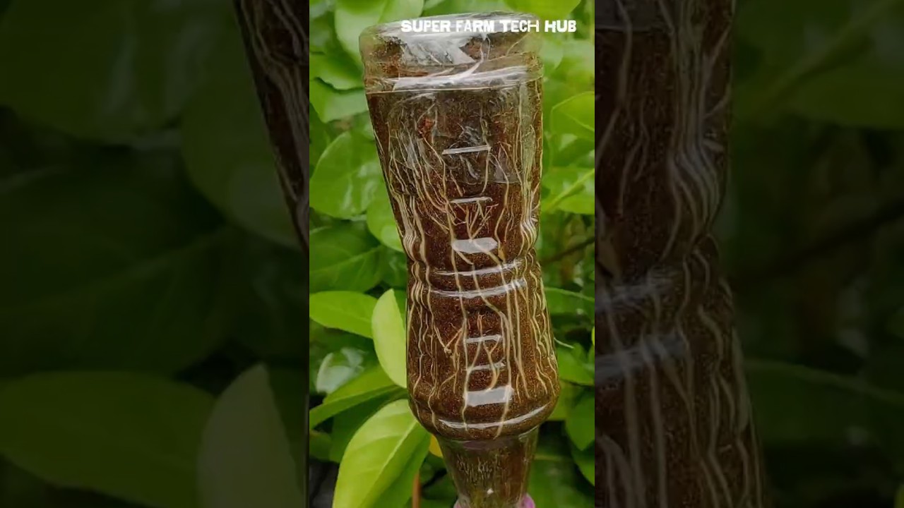 Air Layers That Are Quick and Easy | Grow Strong Roots Fast | Super Farm Tech Hub #airlayering