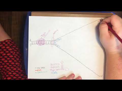 Drawing the Replication Fork