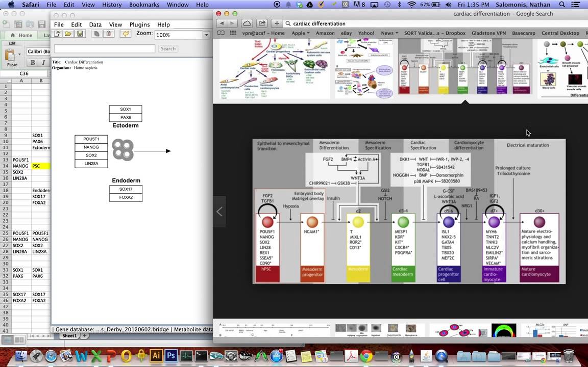 WikiPathway Creation Tutorial 1