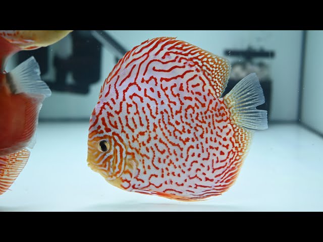Beautiful discus fish at Fins8 - Shipping Canada wide | Fish for ...