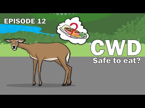 CWD Series Episode 12 - Is it safe to eat CWD-positive deer?