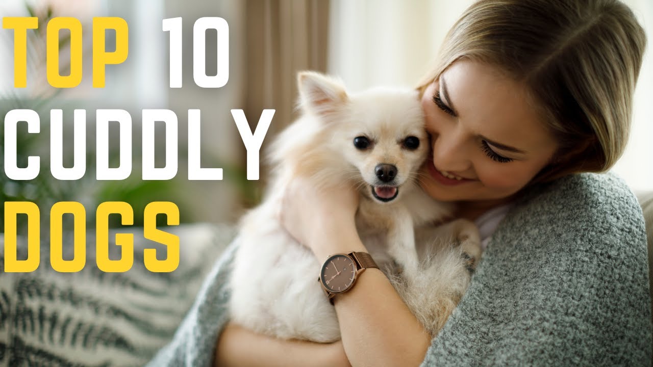 Snuggle Up with the Top 10 Cuddly Dog Breeds!