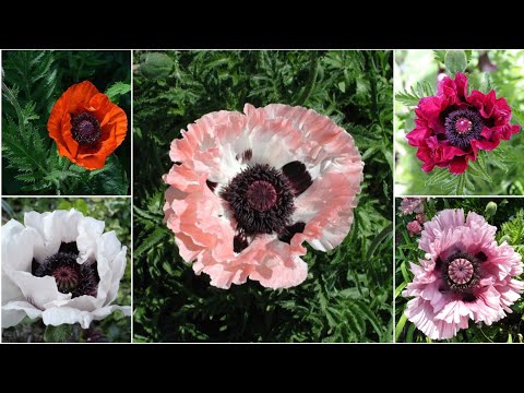 Varieties of Poppy you want to Grow in your Garden