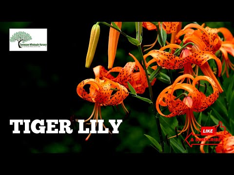 Tiger Lily Plant - a Rare and Exotic Perennial - TN Nursery