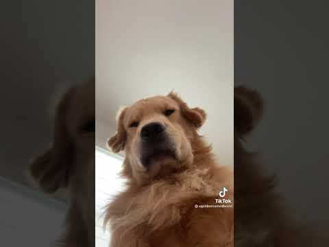 A Golden Named Kevin