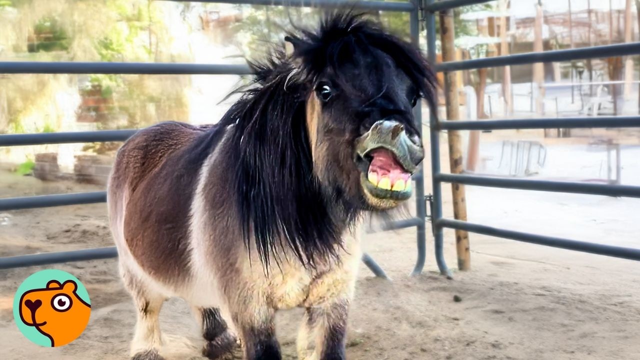 Tiny Horse Befriends Everyone – Dogs, Cows And More! | Cuddle Buddies