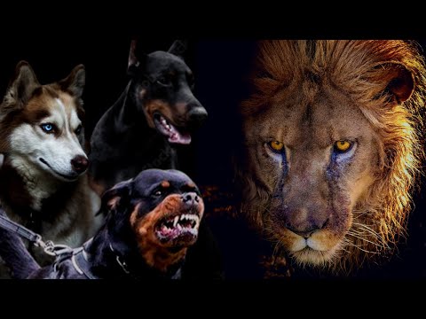 Lion Vs Dogs: 4 Dog Breeds Bite Forces Stronger than a Lion
