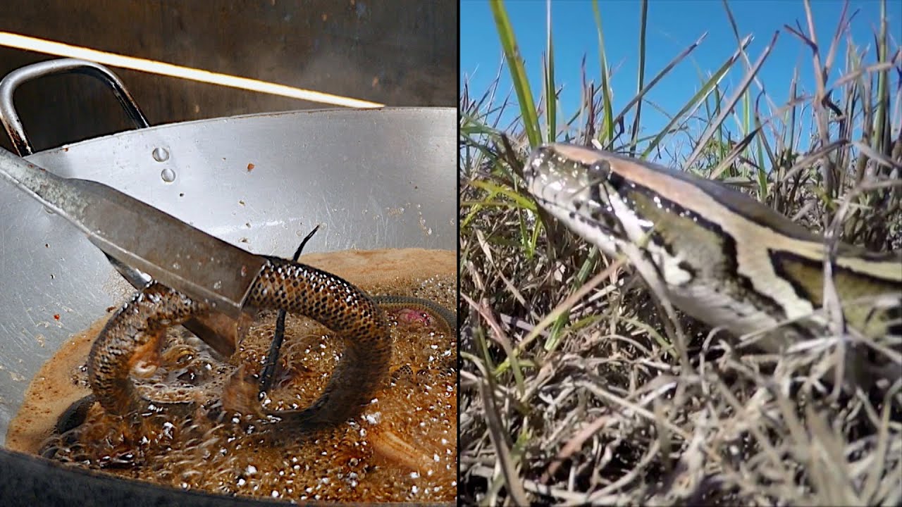 You Could Eat Python At Your Next Meal