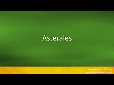 Pronunciation of the word(s) "Asterales".