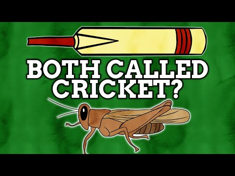 Why Is Cricket The Name Of A Sport & Bug?