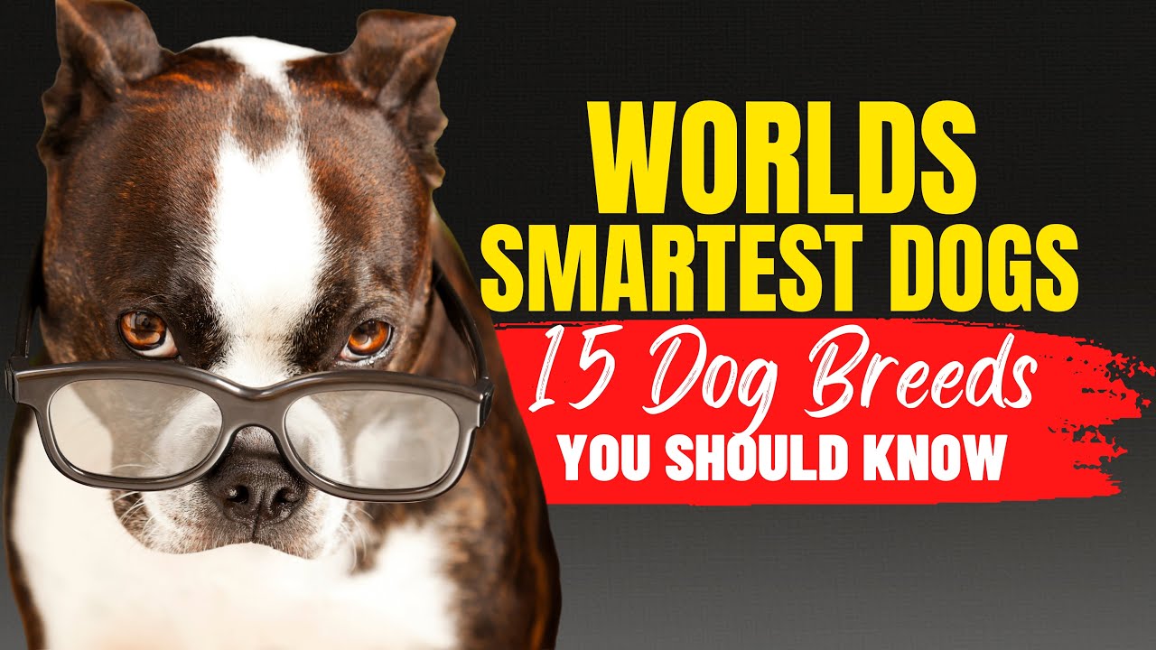 The Top 15 Smartest Dogs In The World According To Stanley Coren | Dogs Genesis