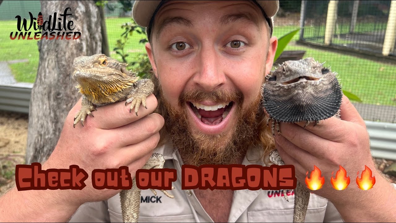 Bearded Dragons with Mullet Mick | The Differences Between a Central and Eastern Bearded Dragon!