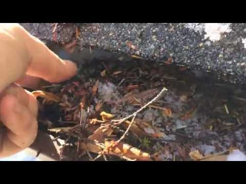 Gutter Clogged with pine needles! – Long Leaf Pine Straw