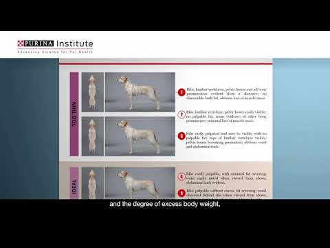 How to Perform a Body Condition Assessment - Dog