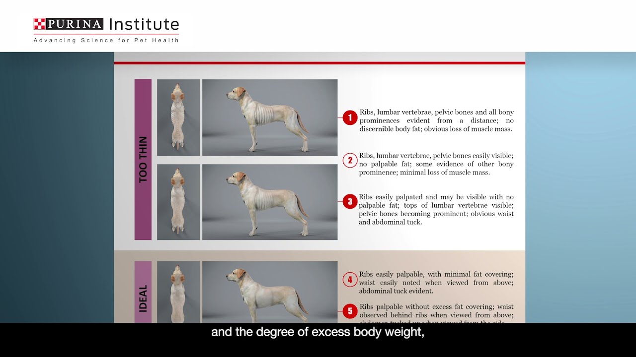 How to Perform a Body Condition Assessment - Dog