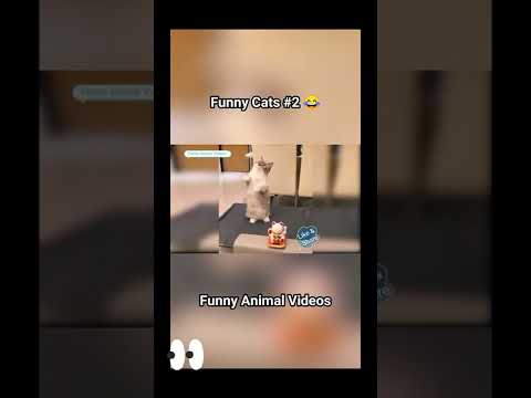 cat funny video cat memes funny fails,#catmemes
