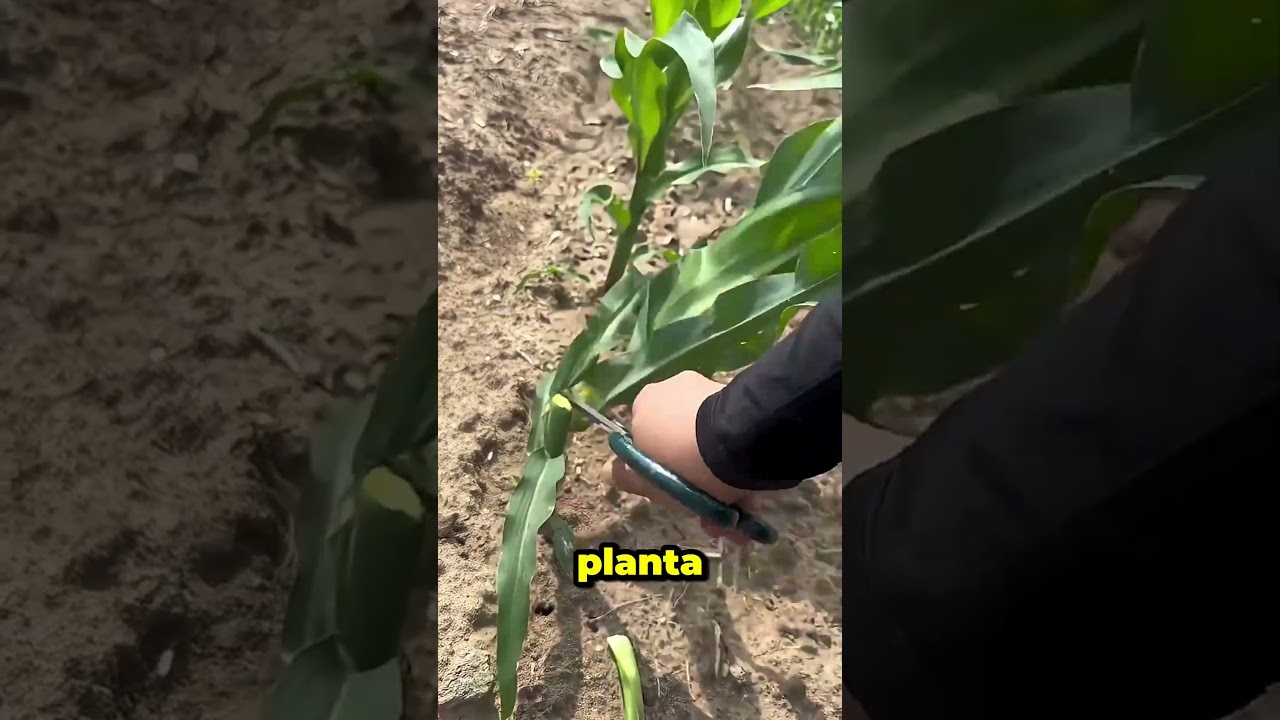 El truco para obtener mazorcas de maíz más grandes
