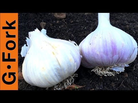 How To Plant Garlic The Simple Way - GardenFork