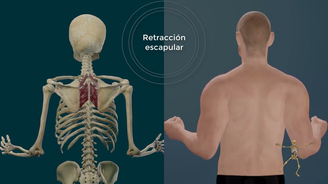 Rhomboid muscles