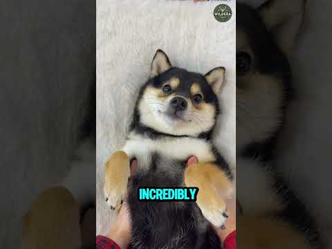 What Is Elon Musk’s Favorite Animal? 🐶🐈