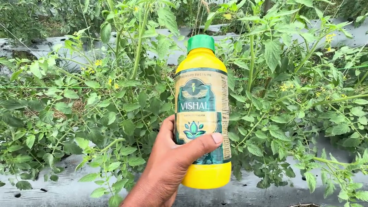 Vishal Plant Growth regulator | Triacontanol 0.1% EW |