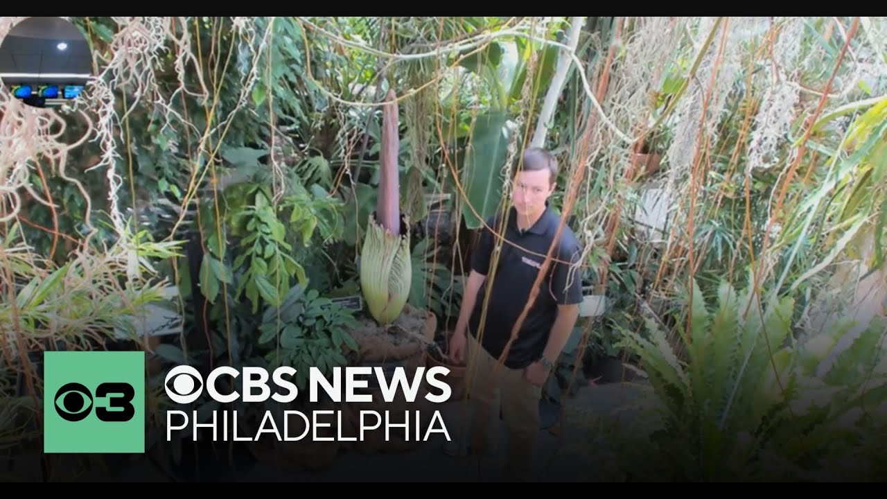 Corpse flower named 