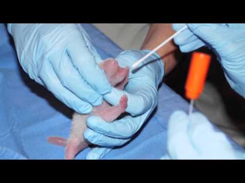 National Zoo: Newborn Panda Healthy and Vibrant