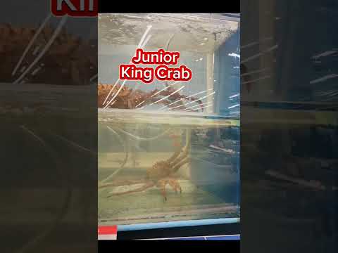 The Treatment of Dungeness Crab Versus King Crab #shorts #crabs #foodtrip