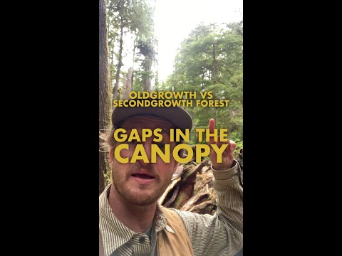Oldgrowth vs Secondgrowth: Canopy Gaps!