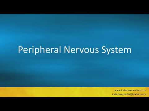 Pronunciation of the word(s) "Peripheral Nervous System".
