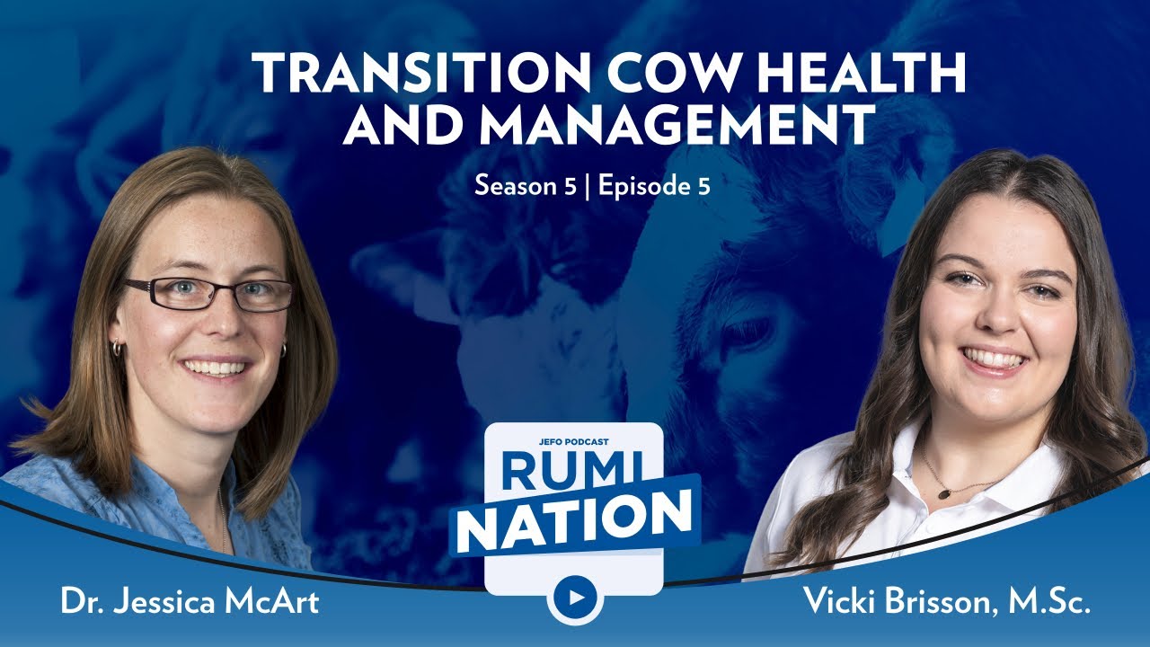 S5E5 | Transition Cow Health and Management with Dr. Jessica McArt