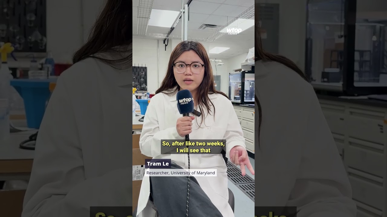 University of Maryland researchers are developing biodegradable plastic wrap