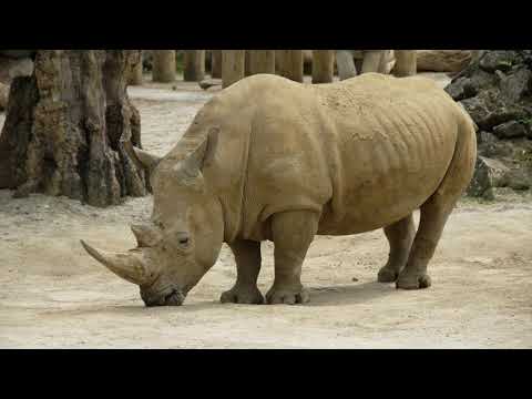 Upside Down Rhino Research Wins 2021 Ig Nobel Prize