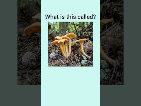 Can you name these different types of Mushrooms? #dailyenglish #learnenglish #visualvocabulary