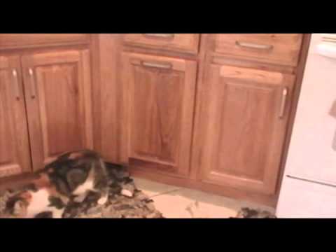 Cat Blooper 2