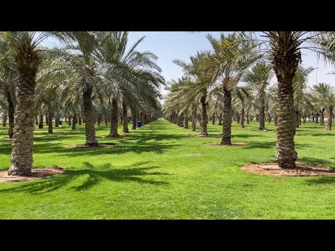 I Explore a Real Palm Oasis in the Saudi Arabian Desert! Saudi Arabia travel vacation