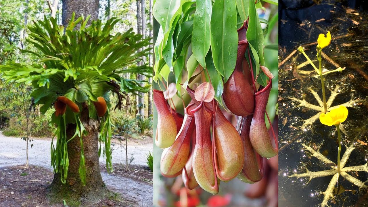 Shocking Plants that Look like Aliens