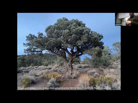Revitalizing Pine Nut Nation: Environmental Change & Indigenous Stewardship of Pinyon Pine Woodlands