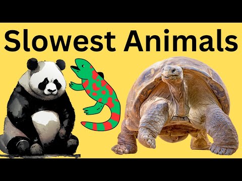 Top 10 Slowest Animals in the World | On the Earth |
