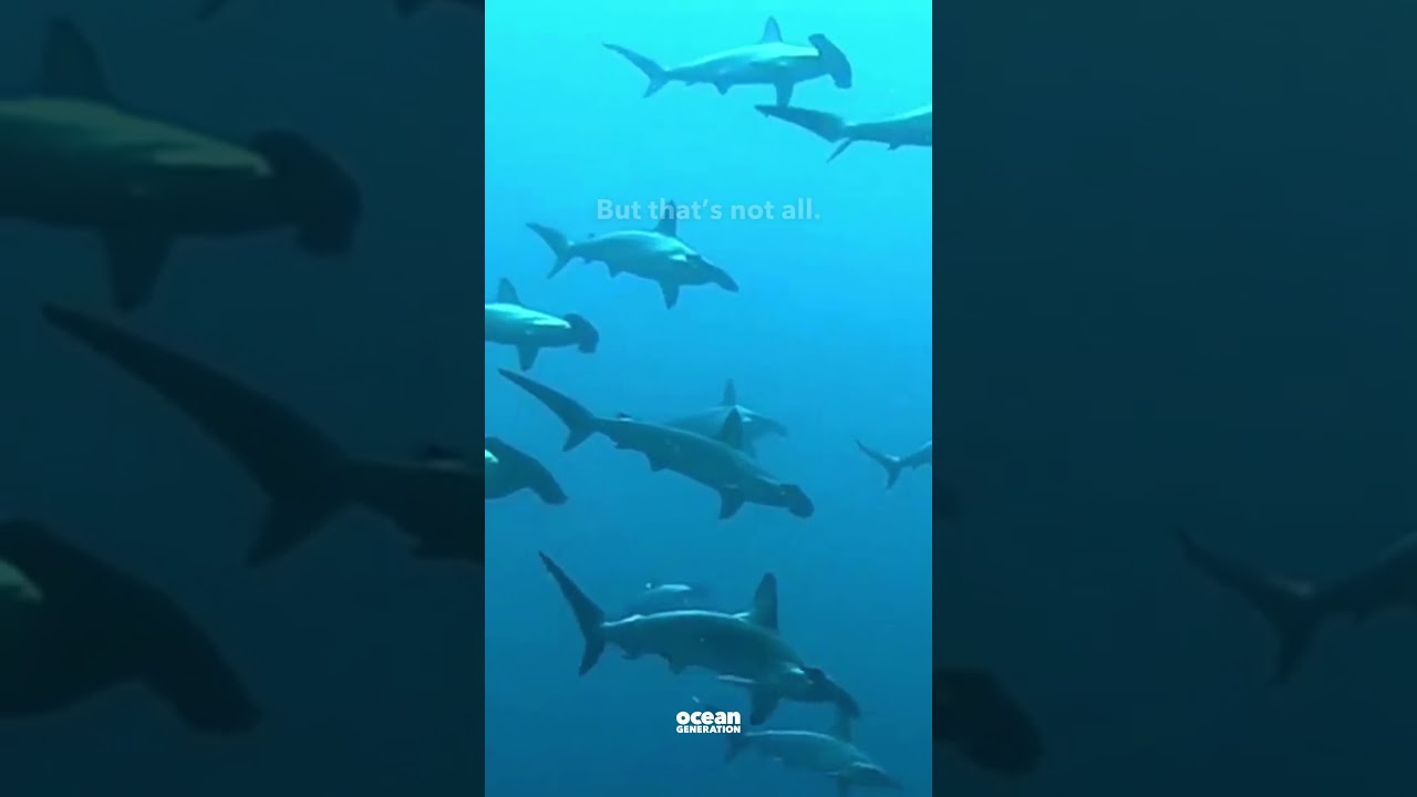 👀 Does a hammerhead’s weird head help with hunting? 🦈🎯