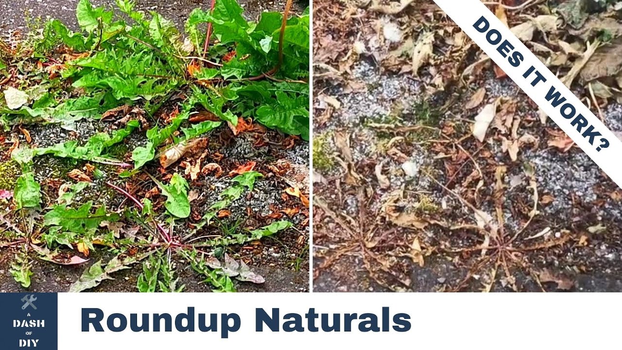 How to kill weeds naturally with Roundup Naturals