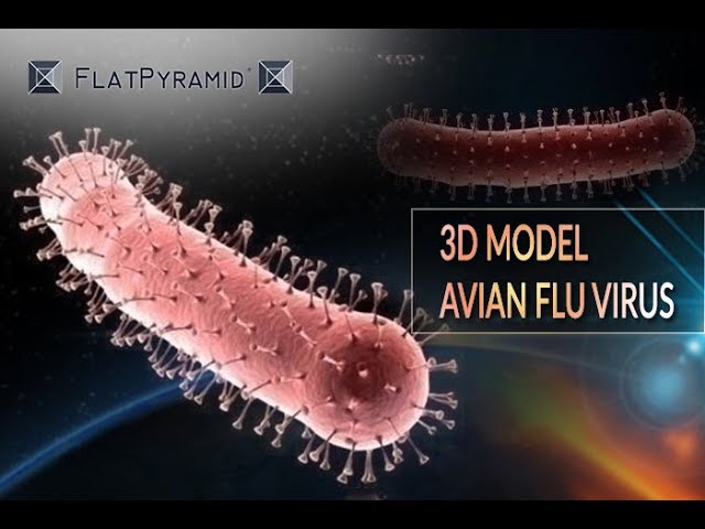 Avian flu virus 3D Model - FlatPyramid