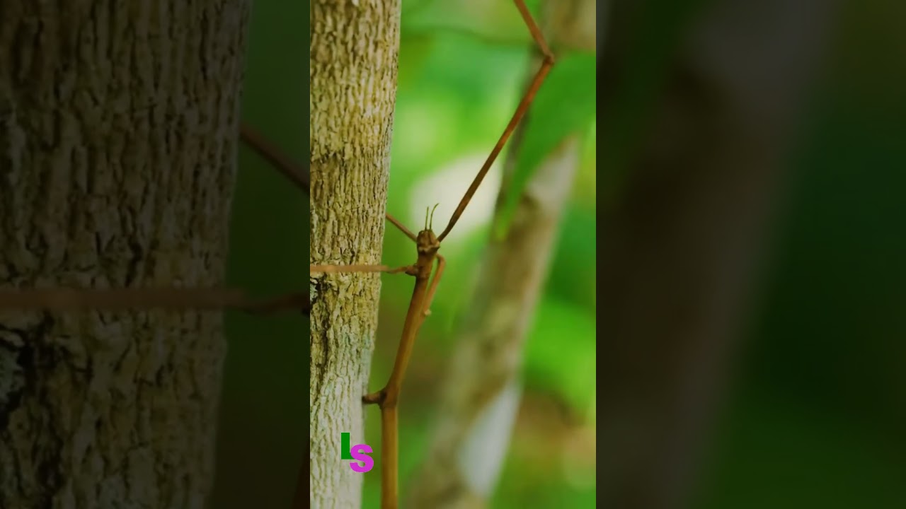 Facts About the Walking Stick Insect