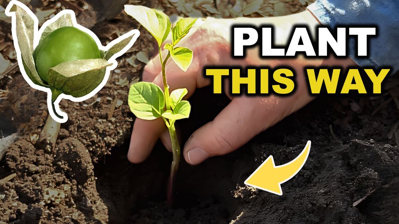 How to Grow Tomatillos Step by Step