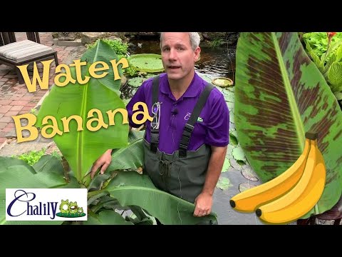 Water Banana - It's B-A-N-A-N-A-S!