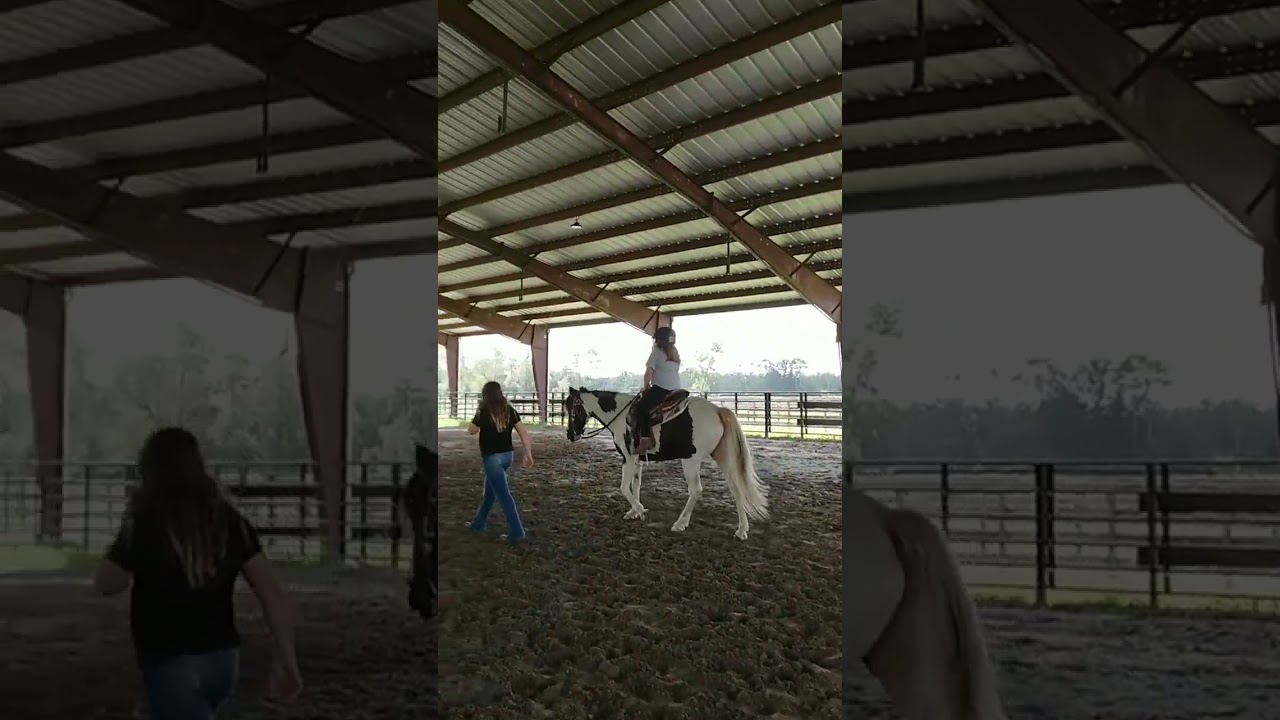 Horse Riding Lesson #horses #horse #horseriding #horselover #animals #lessons #shorts
